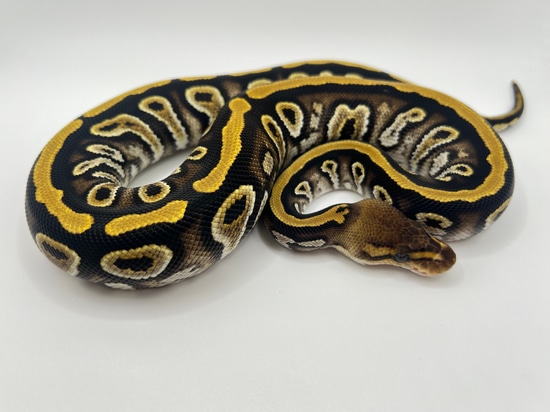 Cypress Asphalt Het Clown Ball Python by Python Elegance