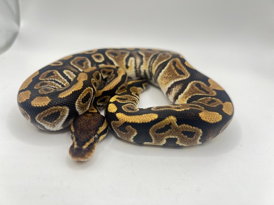 Het Clown POS Asphalt Ball Python by Python Elegance