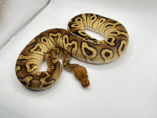 Cypress Asphalt Clown Ball Python by Python Elegance