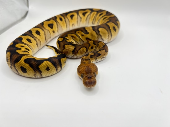 Cypress Clown Ball Python by Python Elegance