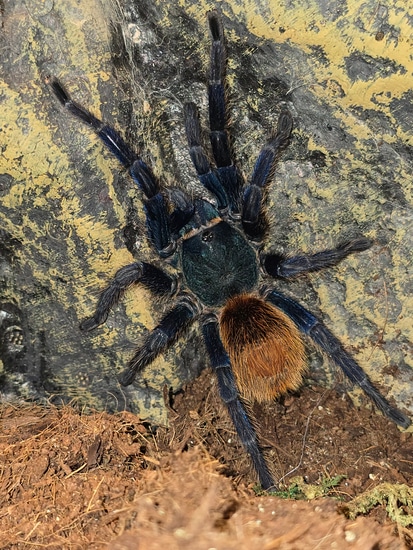 SAF GBB Tarantula by Silk Spinners and Sticky Toes by Steph