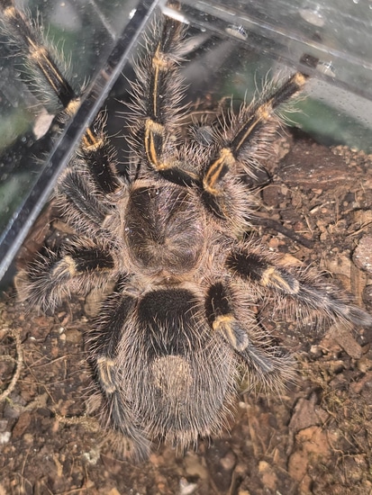 Grammostola Pulchripes Tarantula by Silk Spinners and Sticky Toes by Steph