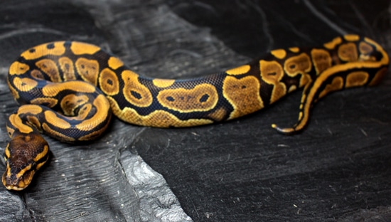 Copper 66 % Het Pied Ball Python by Stefans Reptilienparadies