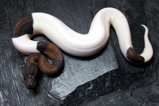 Super Copper Pied Ball Python by Stefans Reptilienparadies
