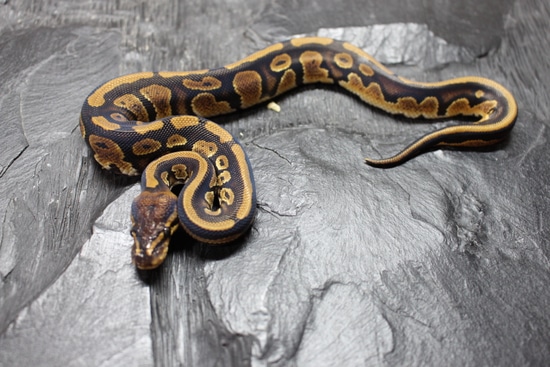 Copper Het Pied Ball Python by Stefans Reptilienparadies