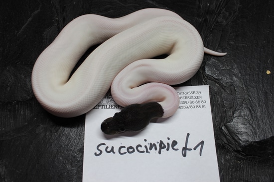 Super Copper Cinnamon Pied Ball Python by Stefans Reptilienparadies
