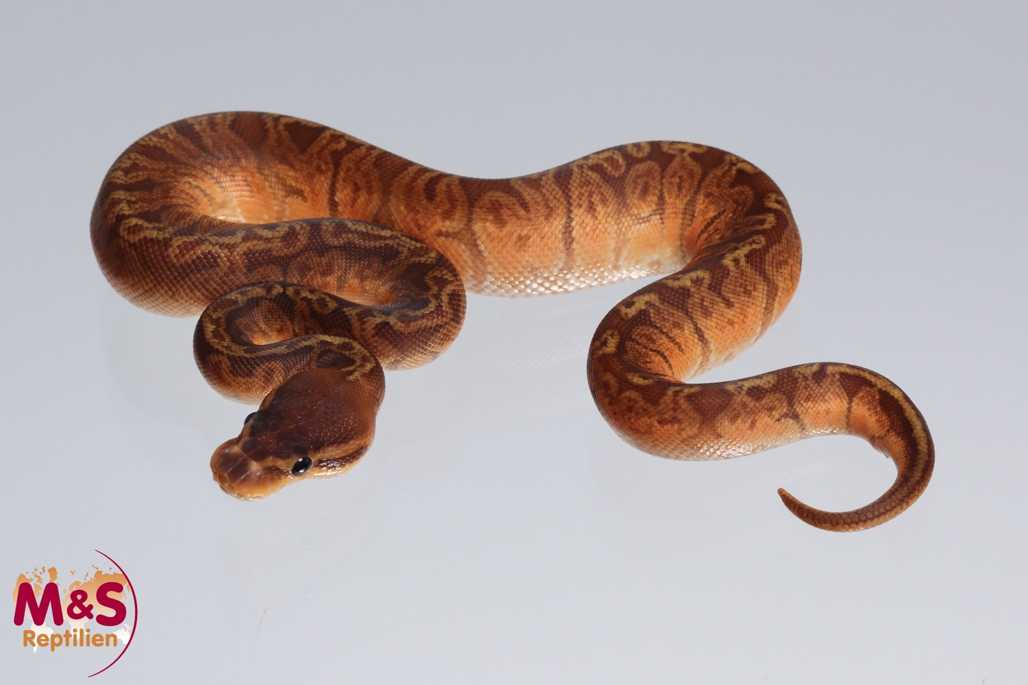 Sunset 50% Pos. Het. Clown Ball Python by M&S Reptilien, Stefan ...