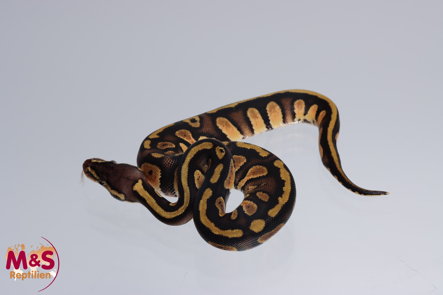 Pastel Stranger 50% Pos. Het. Piebald Ball Python by M&S Reptilien ...