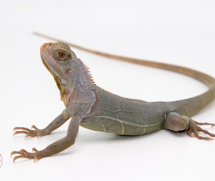 Axanthic T- (Snow) Green Iguana by M&S Reptilien, Stefan Broghammer ...