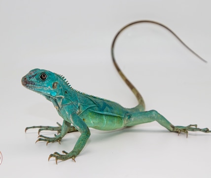 Axanthic T- (Snow) Green Iguana by M&S Reptilien, Stefan Broghammer ...