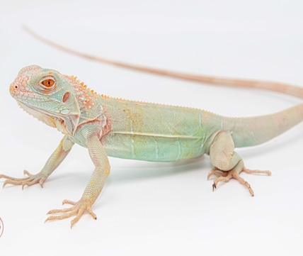 Axanthic T+ (Thanos) Green Iguana by M&S Reptilien, Stefan Broghammer ...