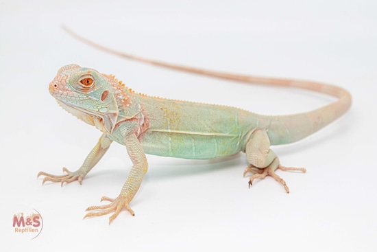 Axanthic T- (Snow) Green Iguana by M&S Reptilien, Stefan Broghammer