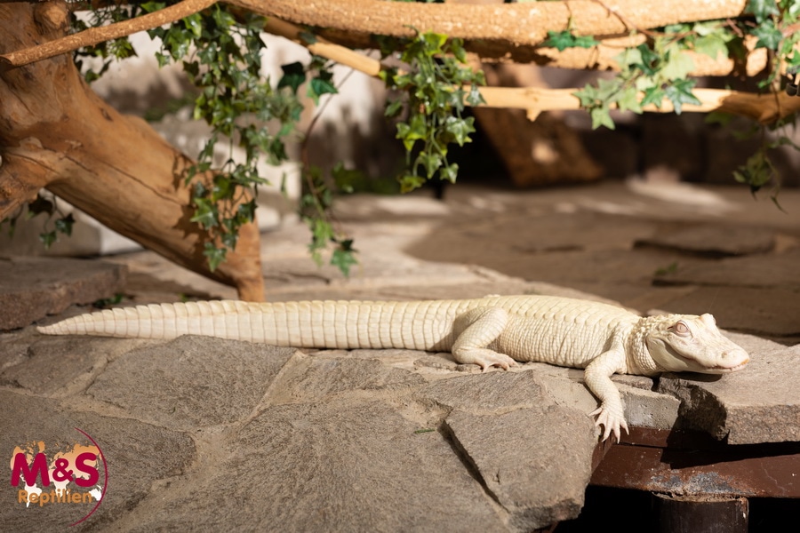 Albino Mississippi Alligator American Alligator by M&S Reptilien ...