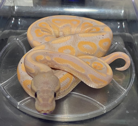 Banana Cinny YB Het Clown Ball Python by Coosa River Exotics
