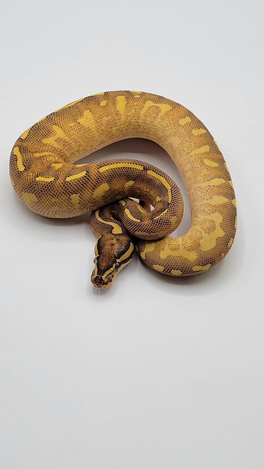 Enchi Super Gravel Ball Python by Coosa River Exotics - MorphMarket