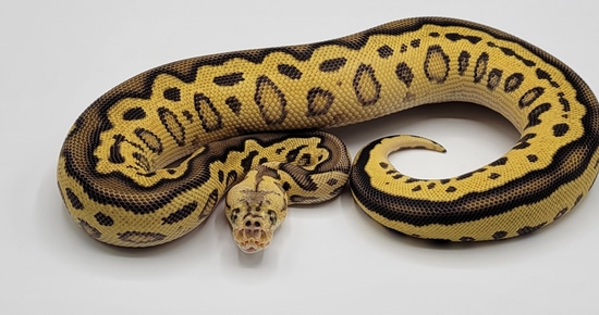 Leopard Pastel Cypress Clown Ball Python by Coosa River Exotics