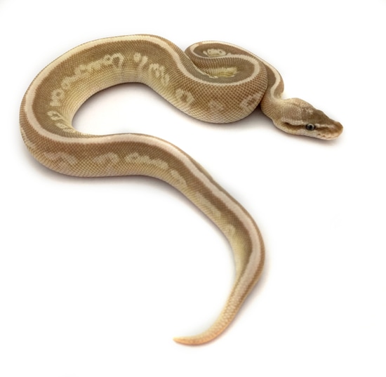 Leopard Soul Sucker Pastel Poss. YB Ball Python by Steffen Reptiles