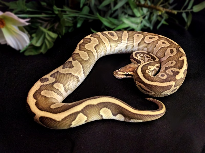 Leopard Lesser Ball Python by Steffen Reptiles - MorphMarket