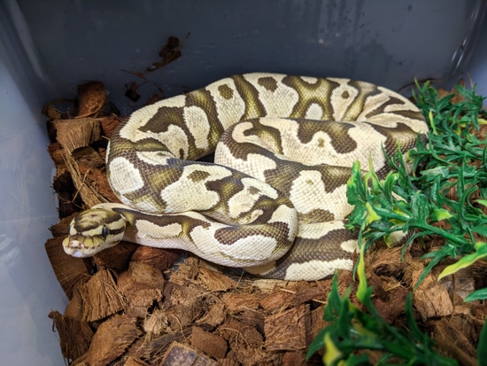 Fire OD YB Ball Python by Stef's Snakes