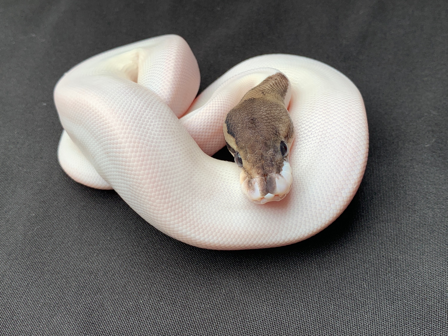 Black Pastel Pied 100% Het Albino Ball Python by Cold Blooded Freaks ...