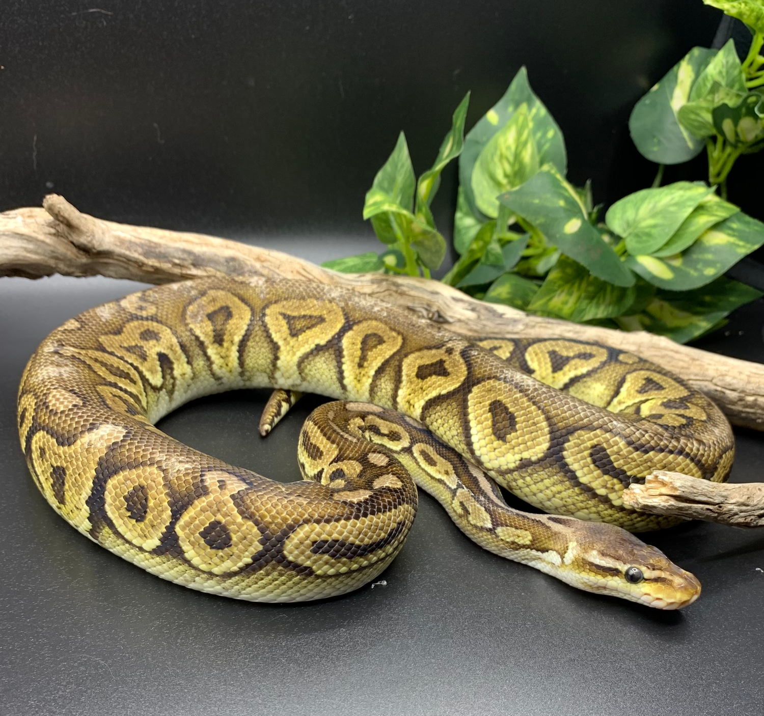 Pewter Ball Python by Cold Blooded Freaks - MorphMarket