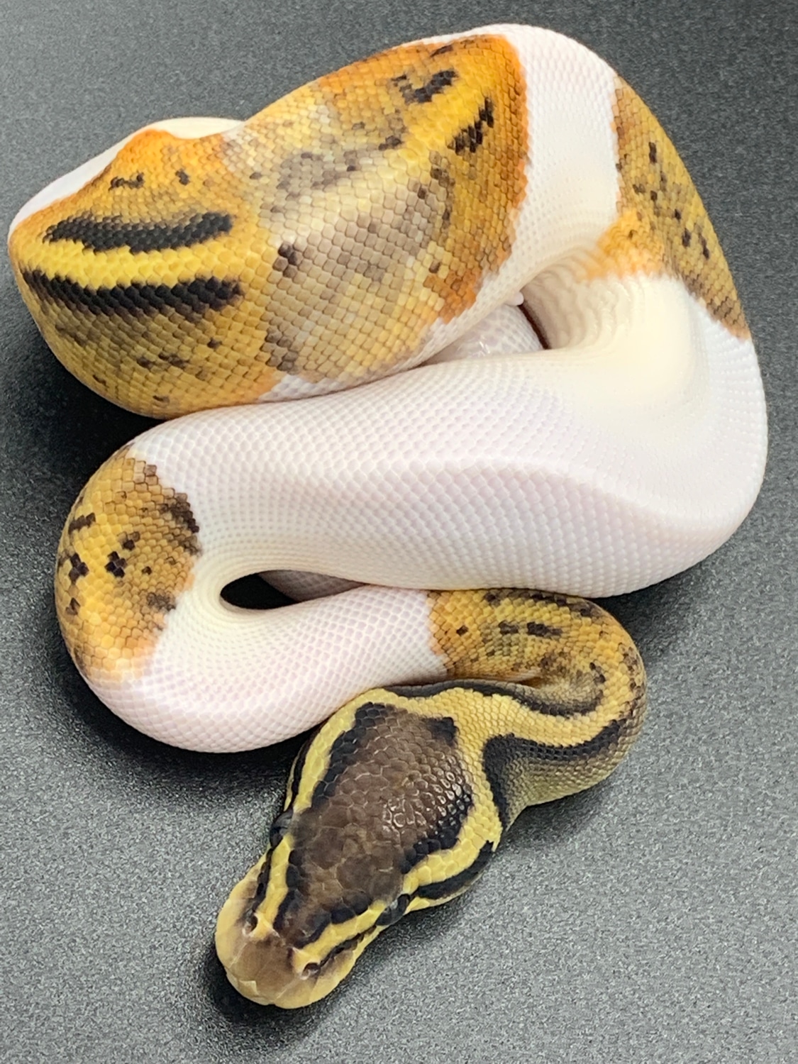 Sandblast Pastel Pied Ball Python by Cold Blooded Freaks - MorphMarket
