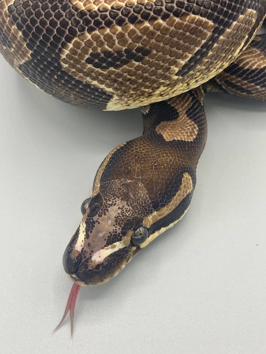 Proven Breeder Scalesshead 100% Het Pied Ball Python by Cold Blooded Freaks - MorphMarket
