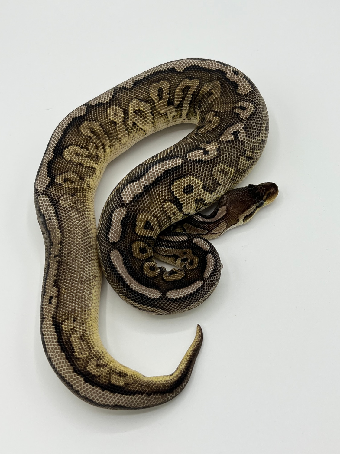Pewter Sandblast Het Pied (Low Expression) Ball Python by Cold Blooded ...