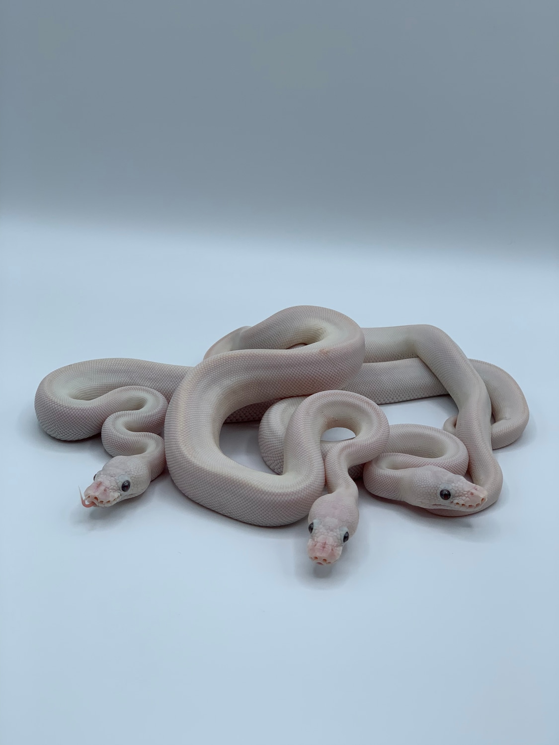 2022 BEL Males Ball Python by Cold Blooded Freaks - MorphMarket