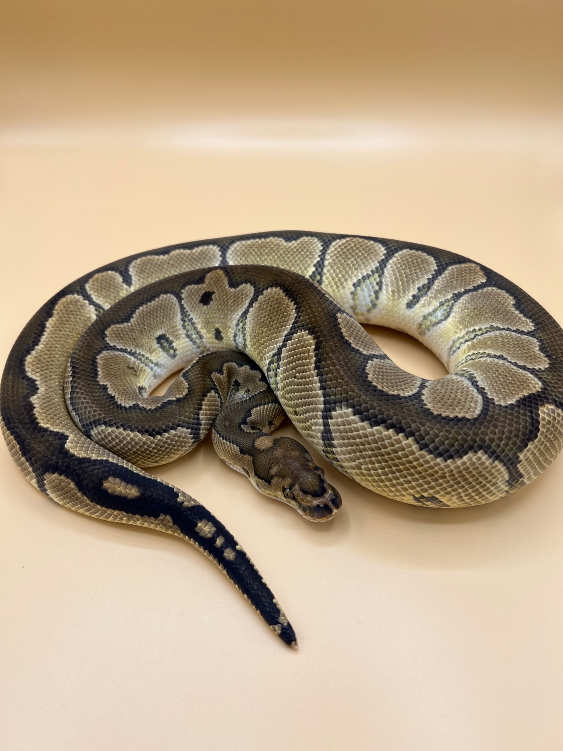 Clown Ball Python by Cold Blooded Freaks - MorphMarket