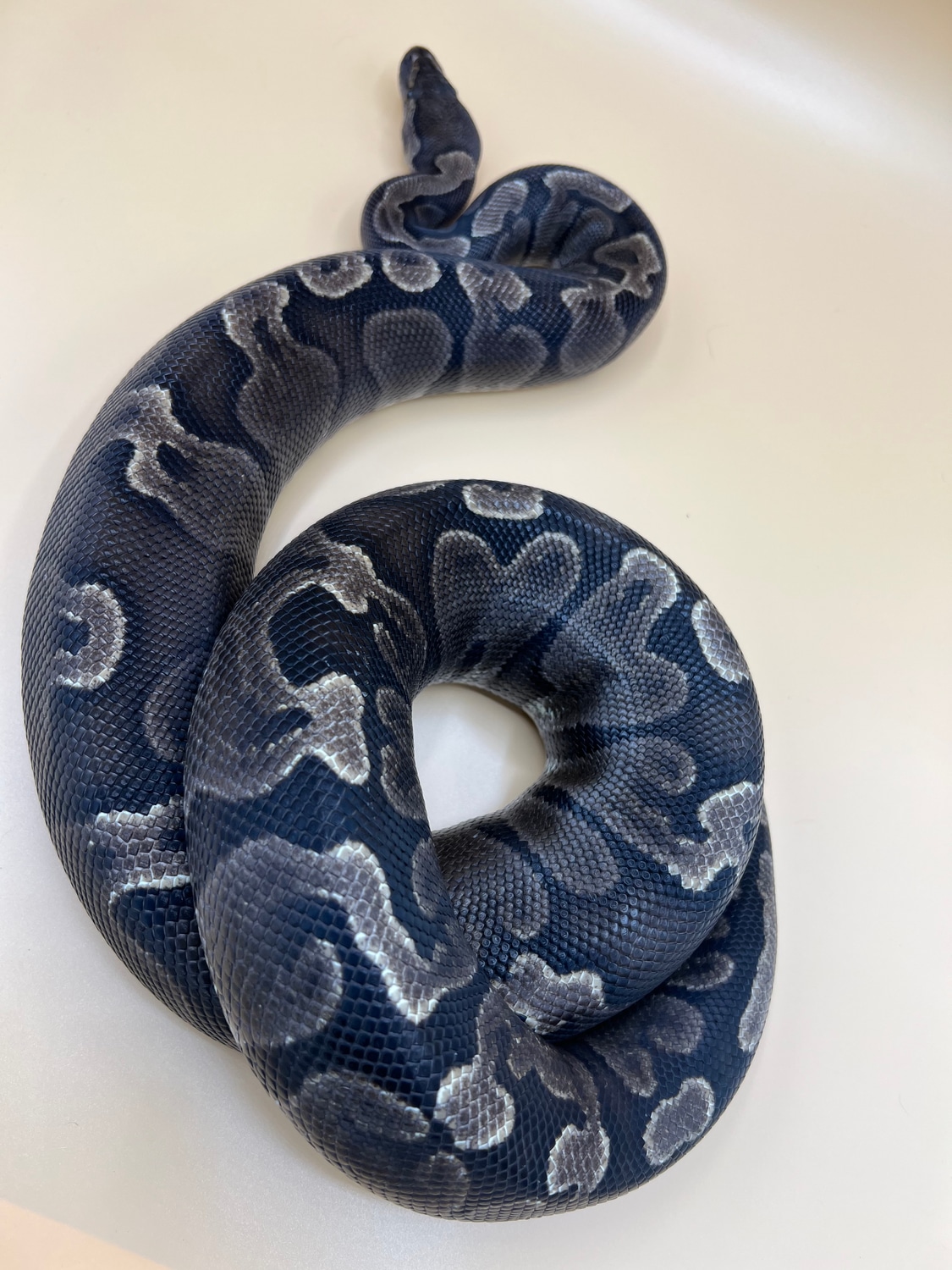 GHI Ball Python by Cold Blooded Freaks - MorphMarket