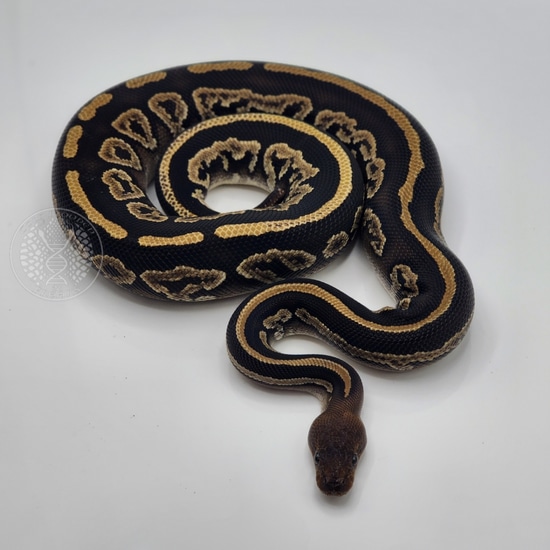 Black Pastel Mahogany Phantom Ball Python by Cold Blooded Freaks