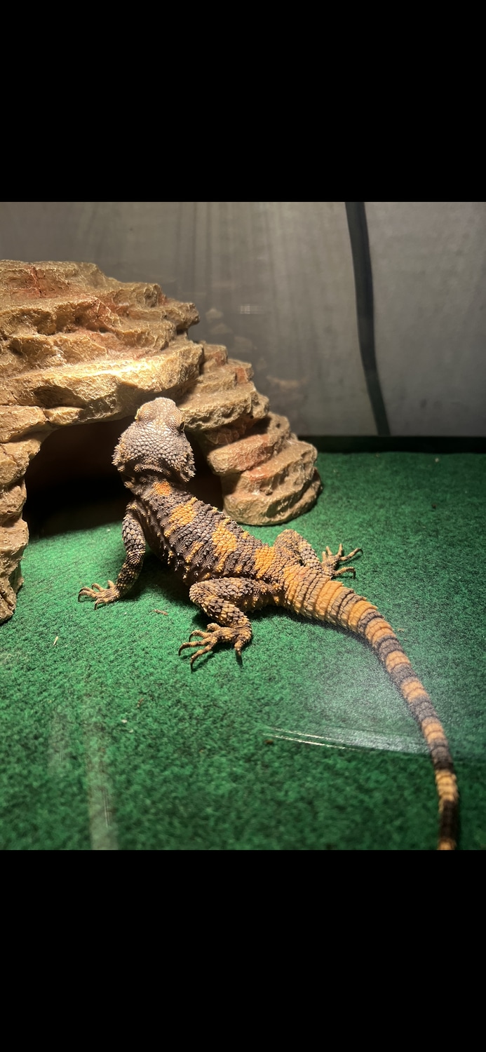 Clown/Painted Agama More Lizard by Cold Blooded Freaks - MorphMarket