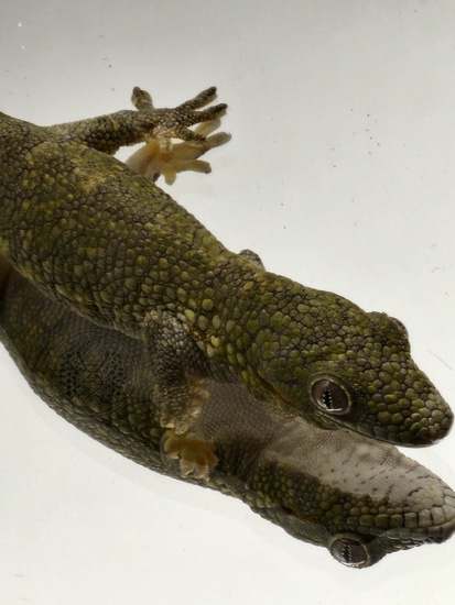 Proven Breeder Eurydactylodes Agricolea Chameleon Gecko by Cold Blooded ...