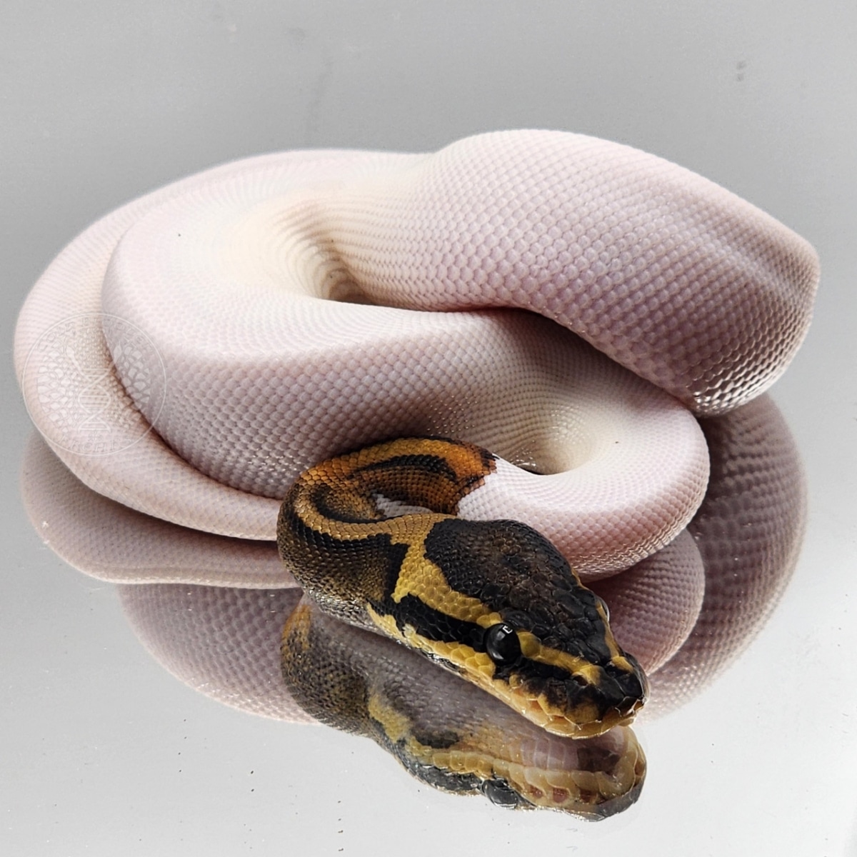 Female Pied Possible Sandblast Ball Python by Cold Blooded Freaks ...