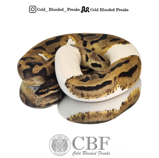 *Double Emoji Pied Female Ball Python by Cold Blooded Freaks