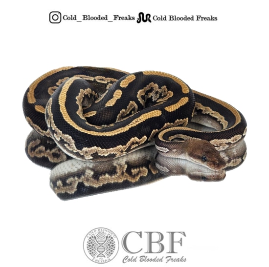 Black Pastel Mahogany Phantom/Mystic Ball Python by Cold Blooded Freaks