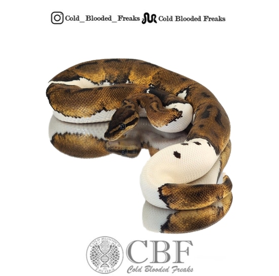 Mahogany Pied Ball Python by Cold Blooded Freaks