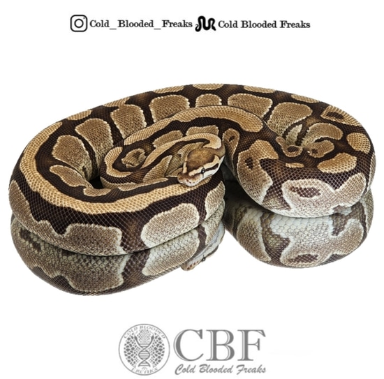 Proven Breeder! Fire *ready To Be Paired!* Ball Python by Cold Blooded ...
