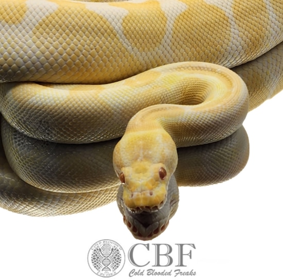 Proven Breeder Albino- Ready To Breed! Ball Python by Cold Blooded Freaks