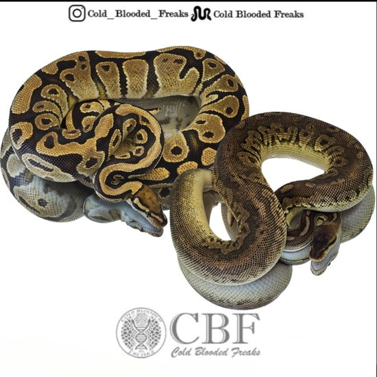 Proven Breeder Pewter Sandblast 100% Het DG Male And 1000g + Fire 100%het DG Female Ball Python ...