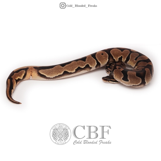 Double Het DG/Pied *RTB* Ball Python by Cold Blooded Freaks