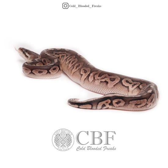 Pewter Pos Sandblast Pos Het Pied Ball Python by Cold Blooded Freaks