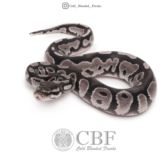 VPI Axanthic 100% Het Pied Ball Python by Cold Blooded Freaks