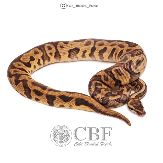 OD Enchi Leopard Yellow Belly/Fire Ball Python by Cold Blooded Freaks