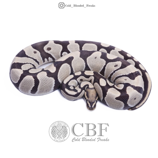 Proven Breeder DG Male Ball Python by Cold Blooded Freaks