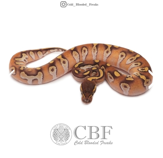 Clown Group Of 12! Ball Python by Cold Blooded Freaks