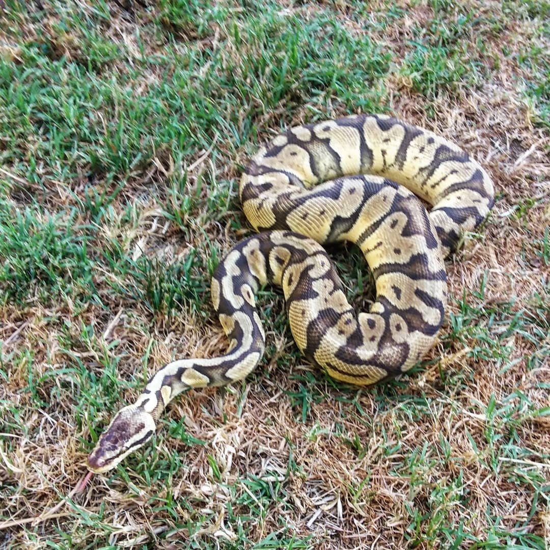 Super Pastel Ball Python by Stellar Reptiles - MorphMarket