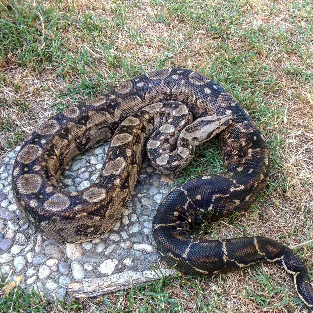 Proven Pair Of Tarahumara Mountain Boas Boa Constrictor by Stellar ...