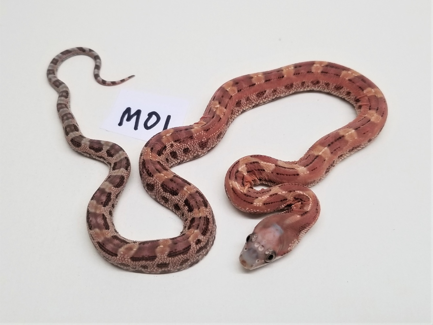 Scaleless Het Mineral Wells Leucistic Western Rat Snake by Stellar ...